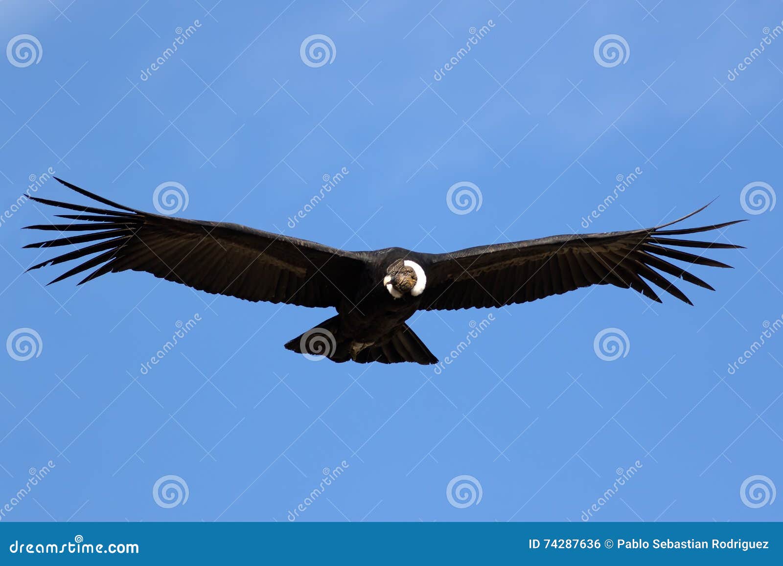 Andean Condor stock photo. Image of high, prey, feather - 74287636