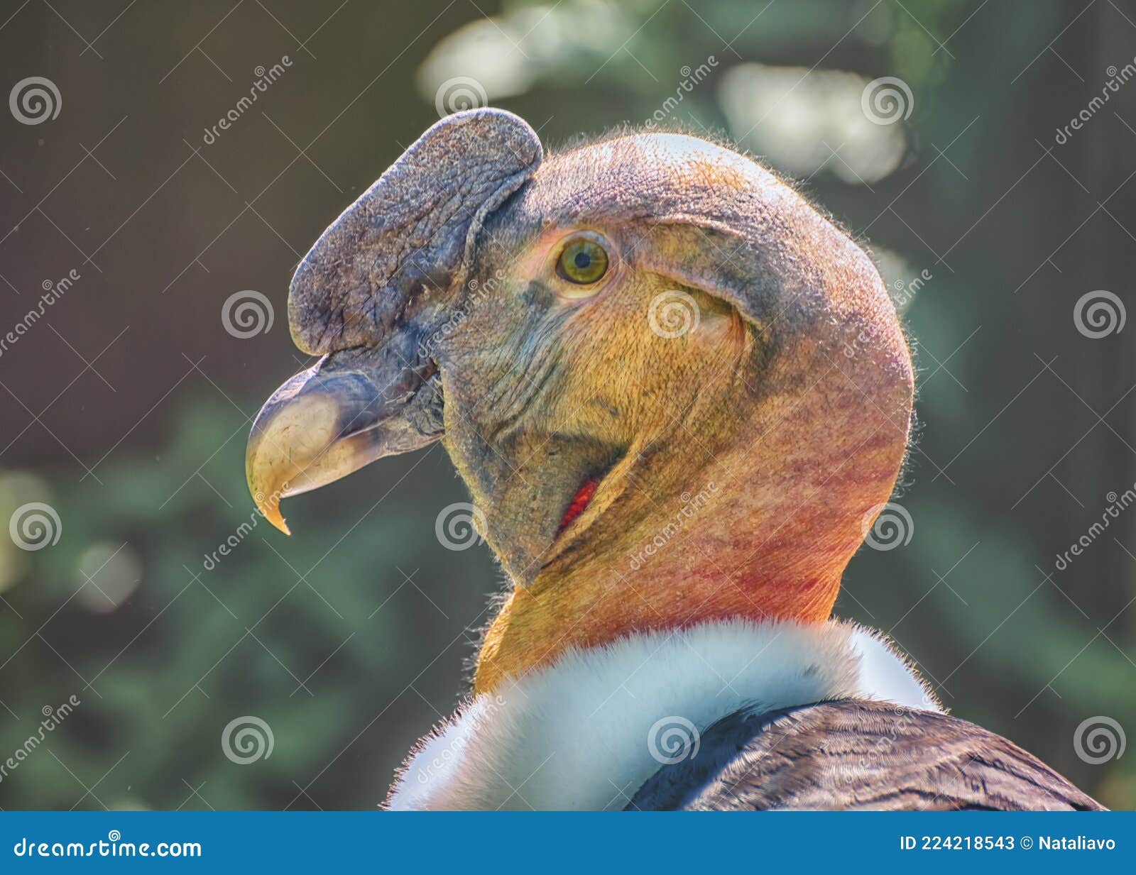Andean Condor, the Largest Flying Bird in the World. Portrait Stock ... Andean Condor, the Largest Flying Bird in the World. Portrait Stock ...