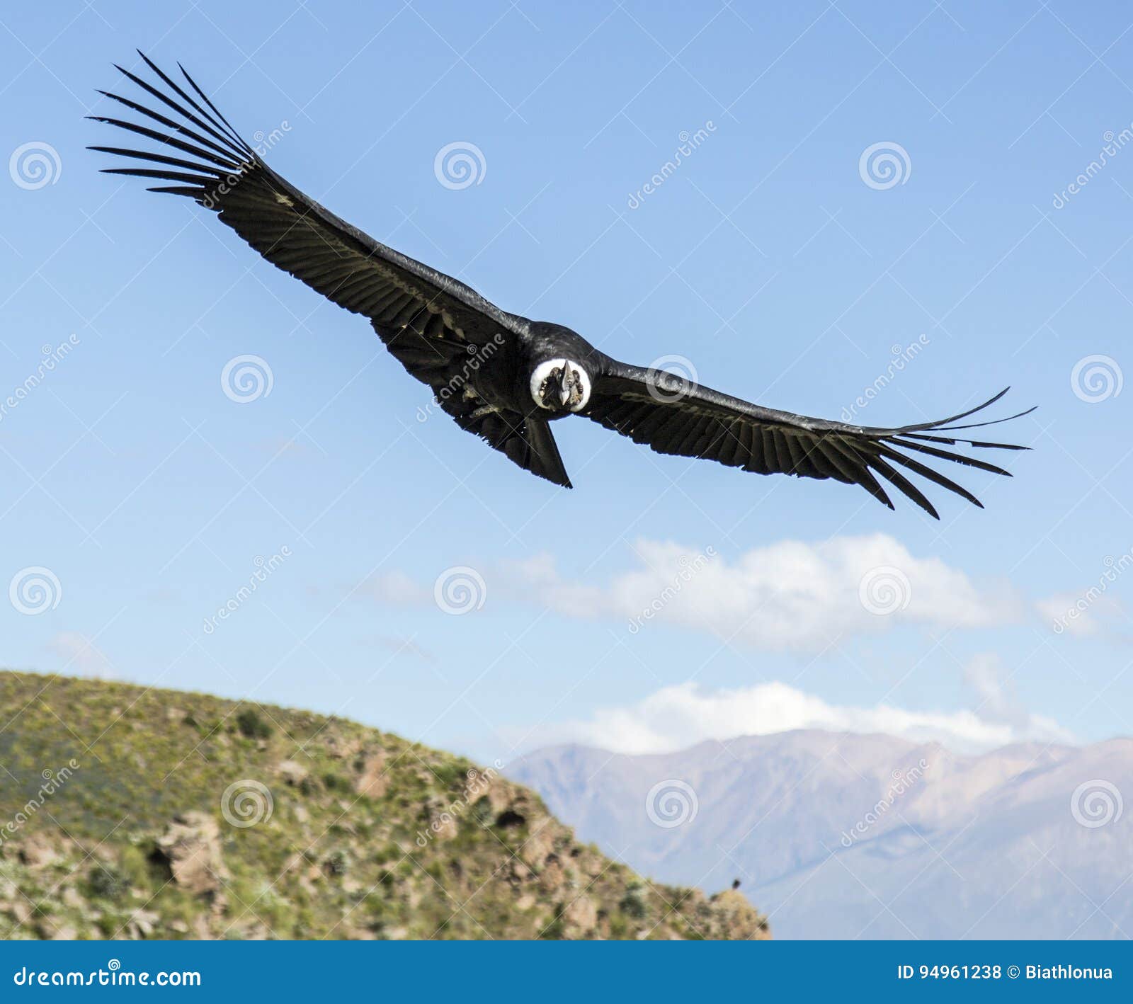 Andean Condor in the Peruvian Mountains Stock Photo - Image of canyon ...