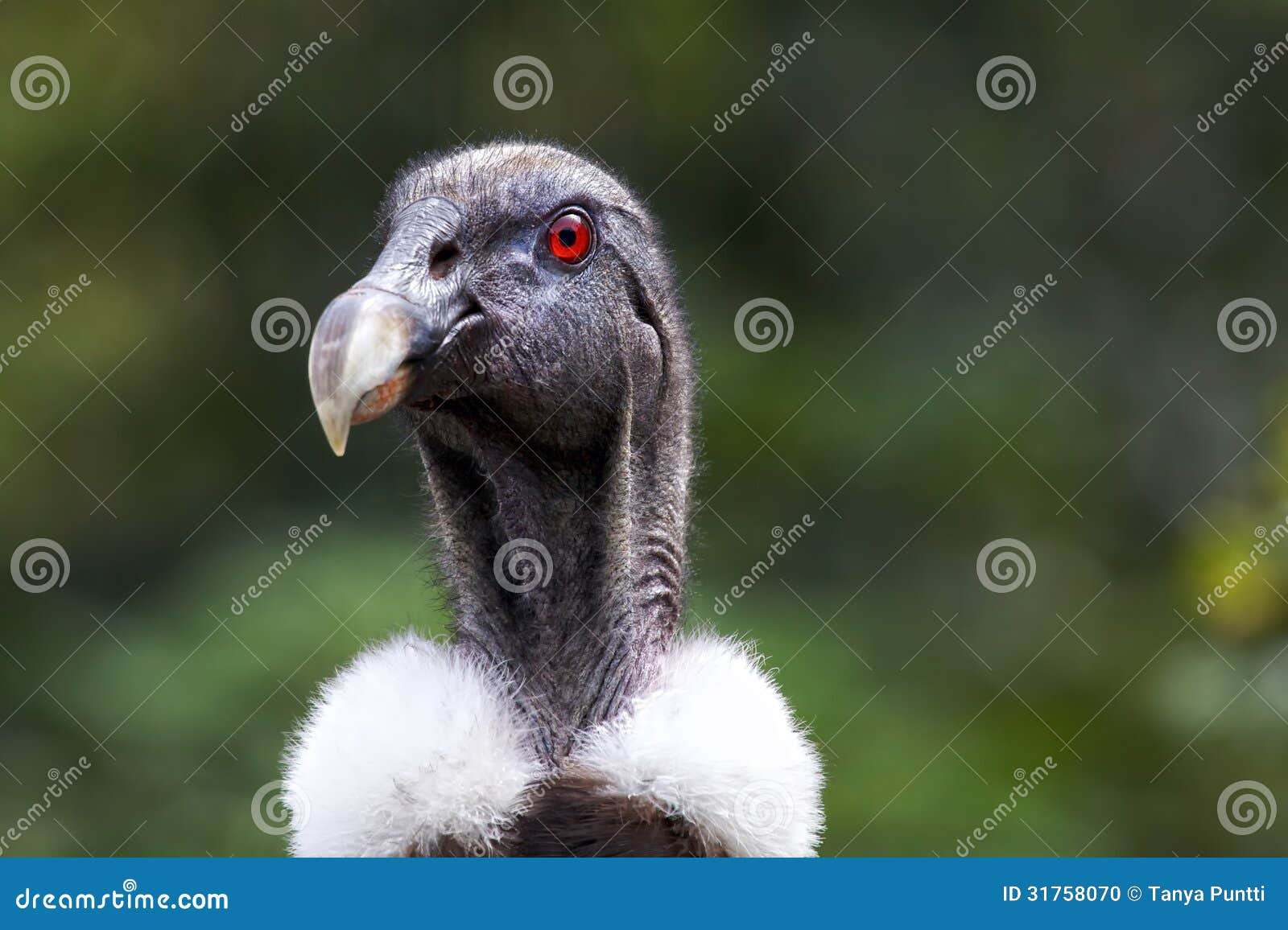 Andean Condor stock photo. Image of aves, feathers, feather - 31758070