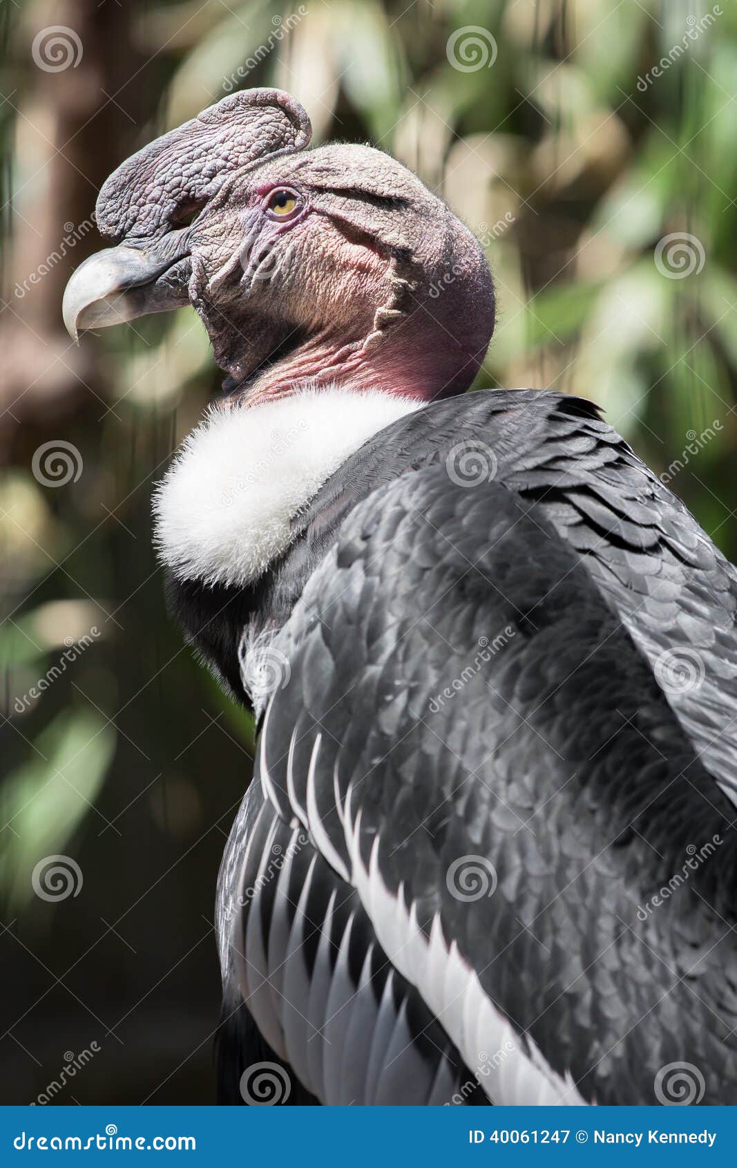 Andean Condor stock image. Image of beak, feathers, comb - 40061247