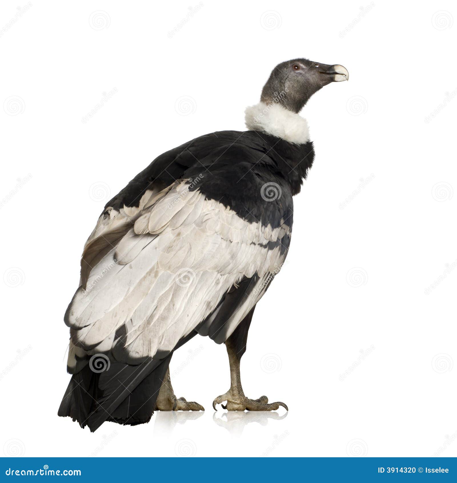 Andean Condor, Vultur Gryphus, Big Birds Of Prey Flying Above The ...