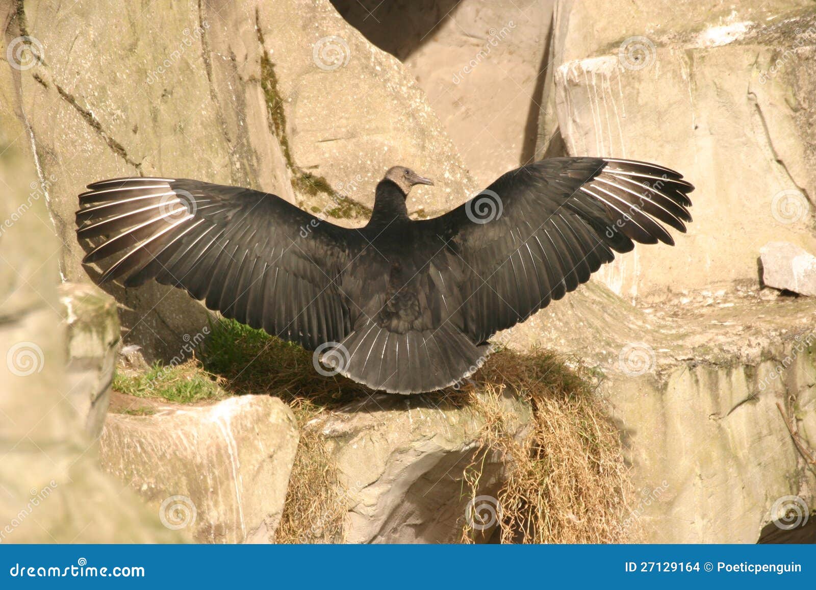 Andean Condor - Vultur Gryphus Stock Photo - Image of gryphus, white ...