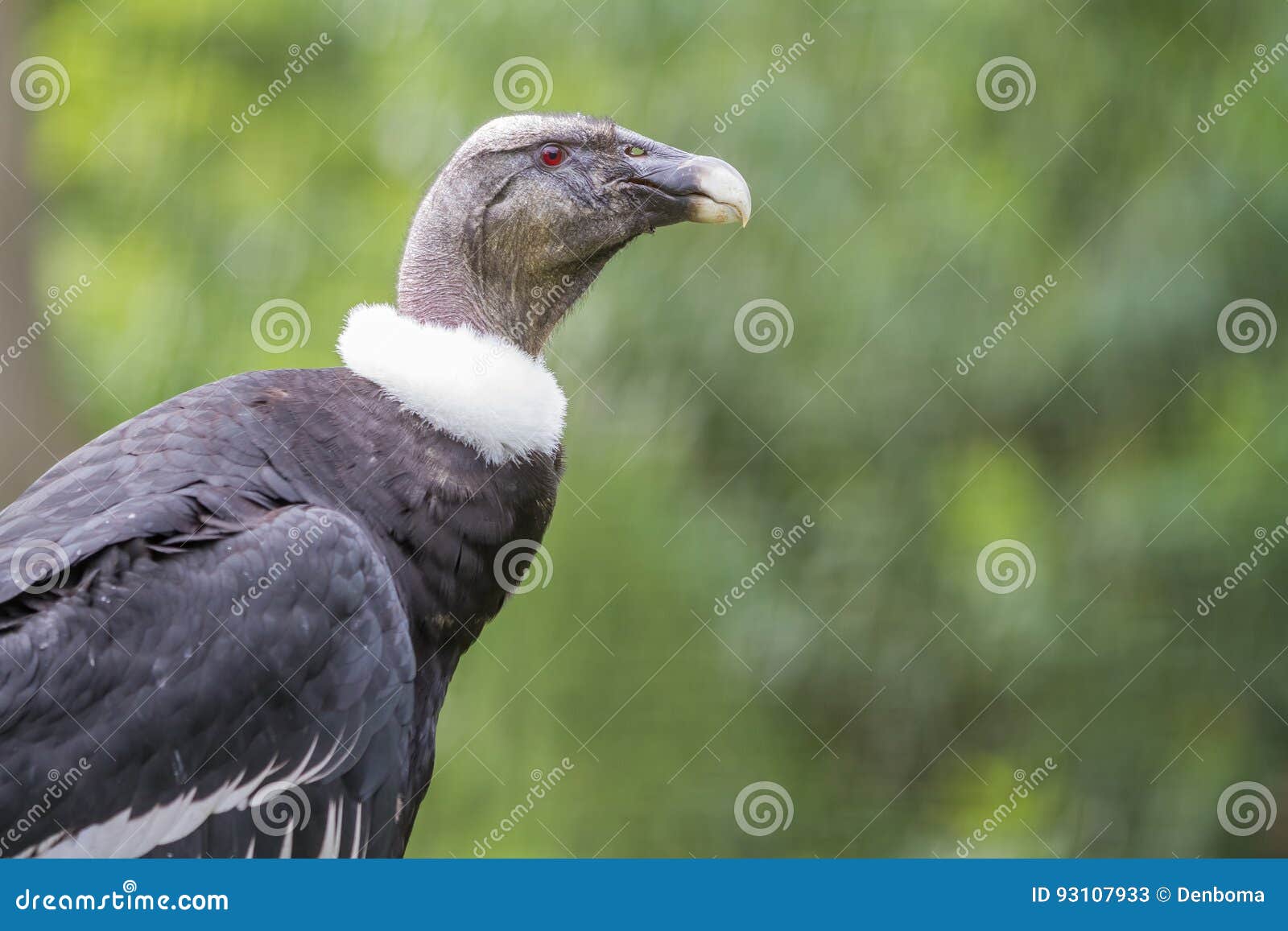 An Andean condor stock image. Image of predator, wildlife - 93107933