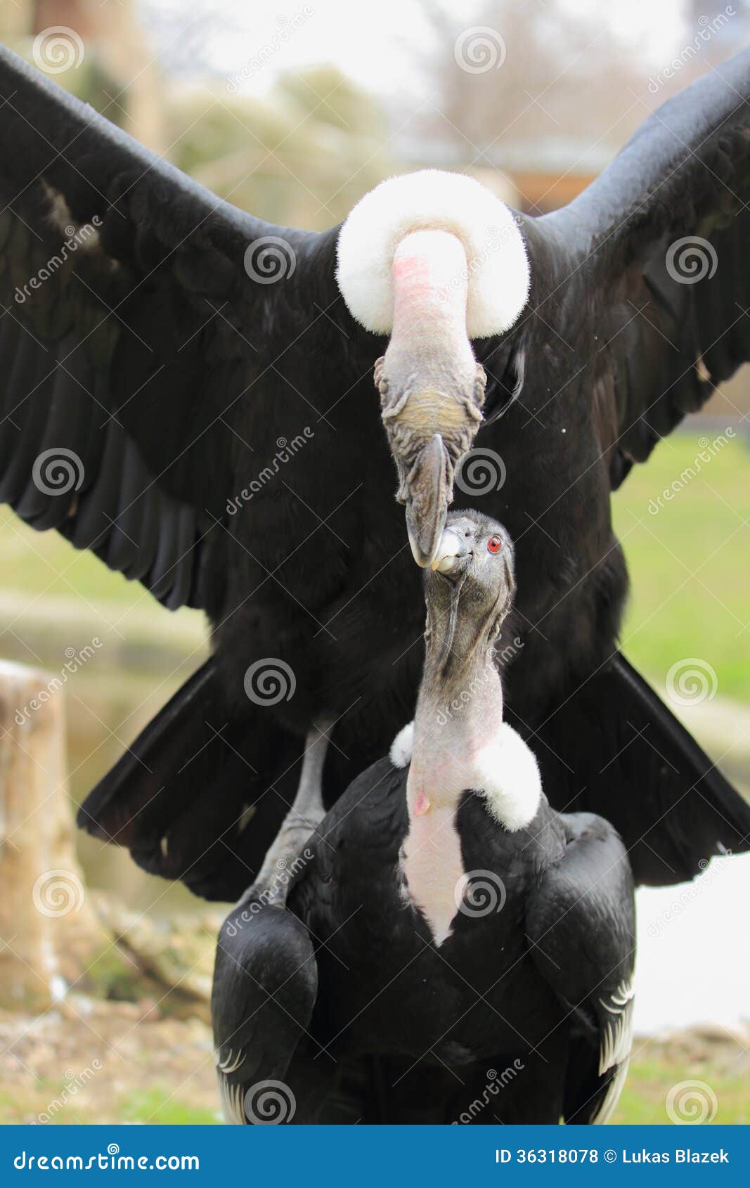 Andean condors stock photo. Image of vultur, loving, mate - 36318078