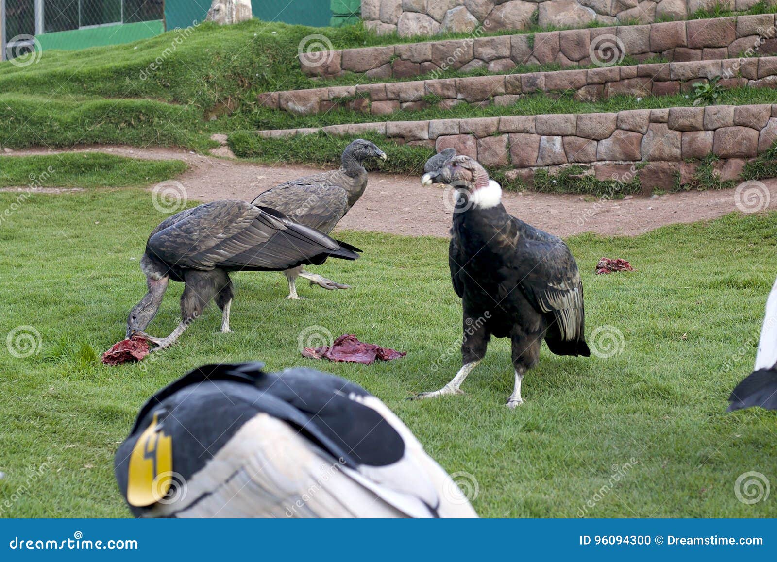 Andean Condors eating stock photo. Image of condors, andies - 96094300
