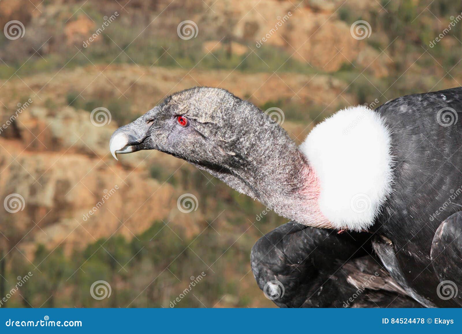 The Andean Condor is a South American Vulture Stock Photo - Image of ...