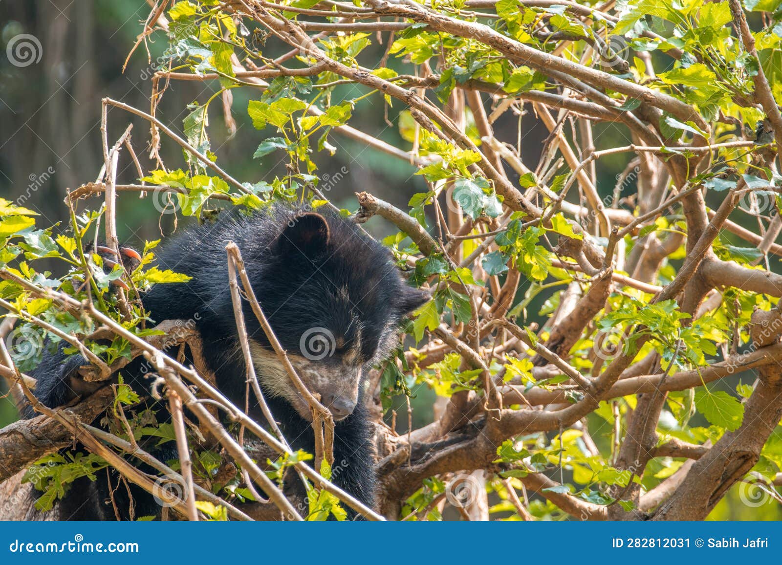An Andean Cub Bear Climbing a Tree Stock Image - Image of ecosystem ...