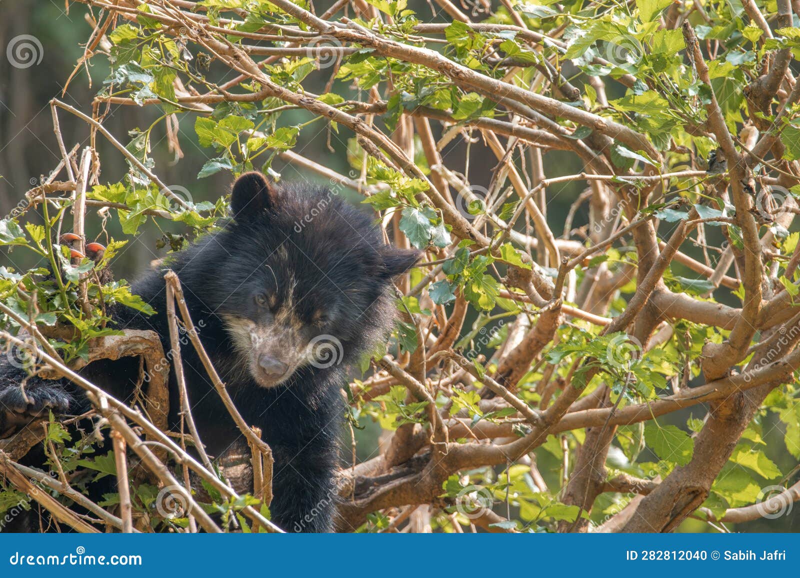 An Andean Cub Bear Climbing a Tree Stock Photo - Image of logs, polar ...