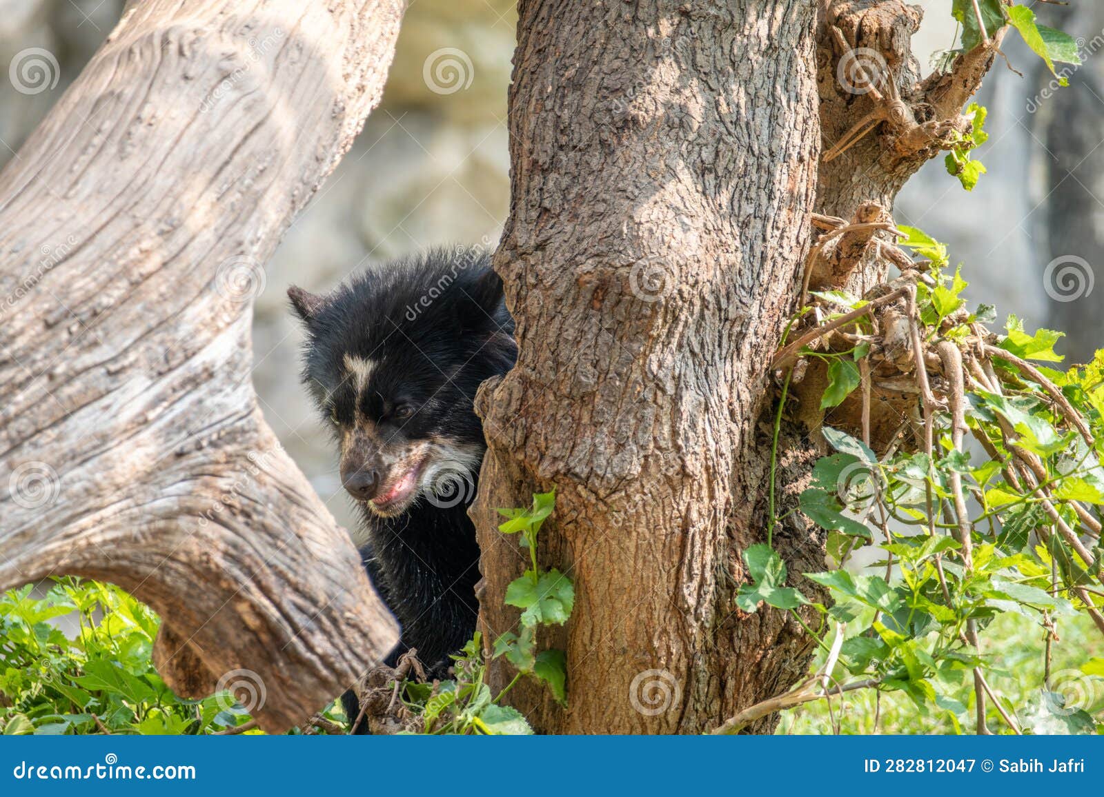 An Andean Cub Bear about To Climb a Tree Stock Image - Image of midwest ...