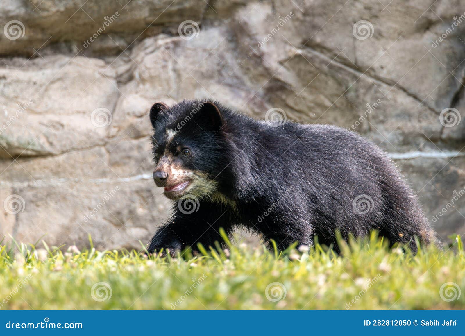 An Andean Cub Bear Walking in the Grass Stock Photo - Image of ...