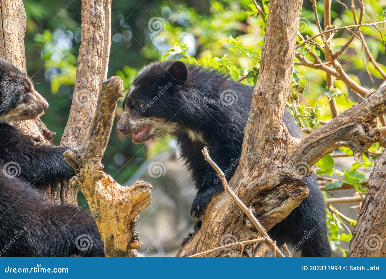 Andean Cub Bears Playing with Each Other in a Tree Stock Photo - Image ...