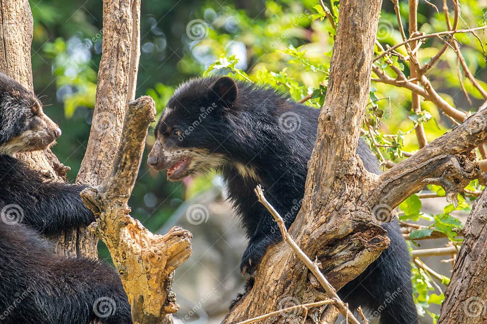 Andean Cub Bears Playing with Each Other in a Tree Stock Photo - Image ...