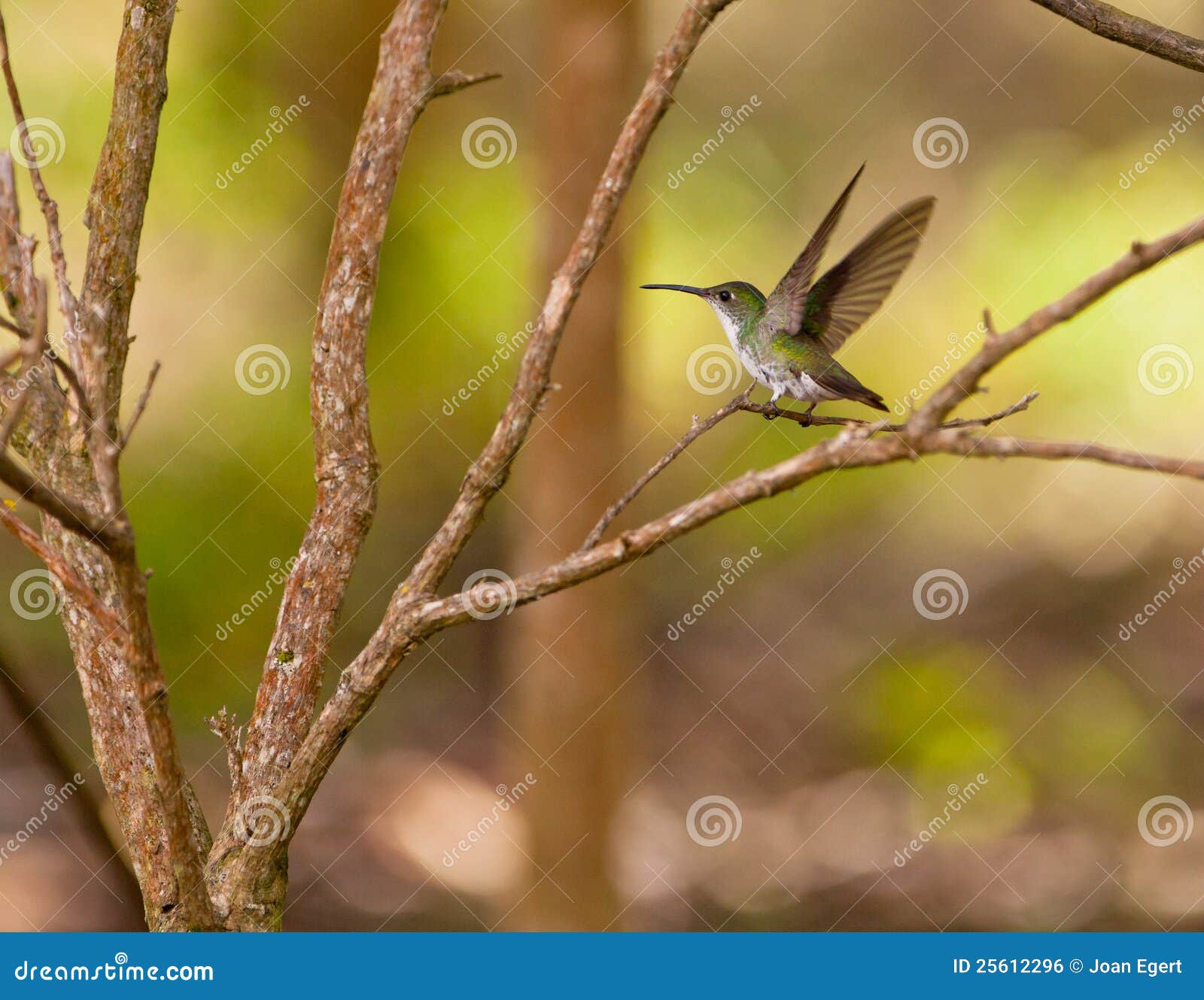 Andean Emerald Hummingbird stock photo. Image of detailed - 25612296
