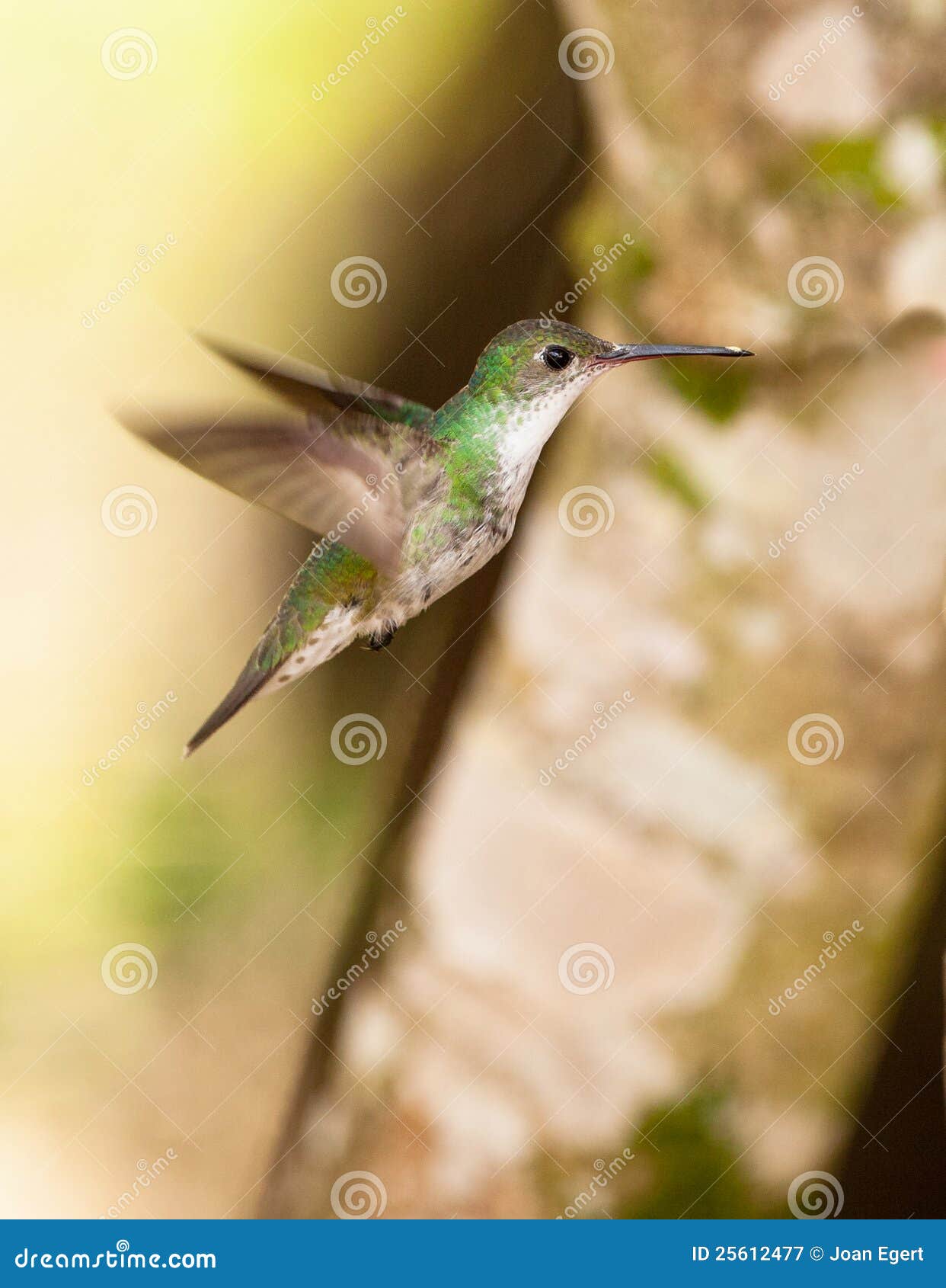 Emerald Hummingbird Lying Next To Purple Flowers Inside The 15th ...