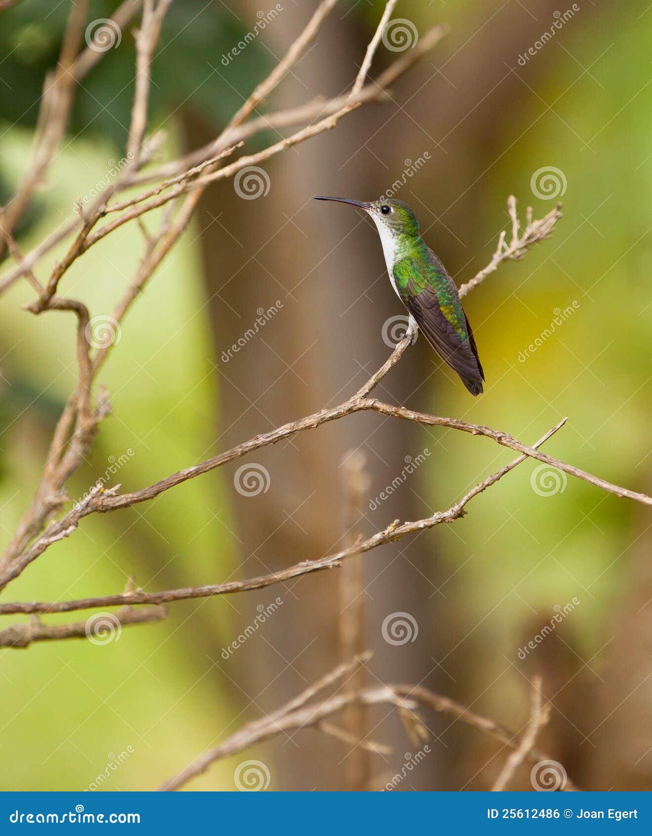 Andean Emerald Hummingbird stock photo. Image of perching - 25612486