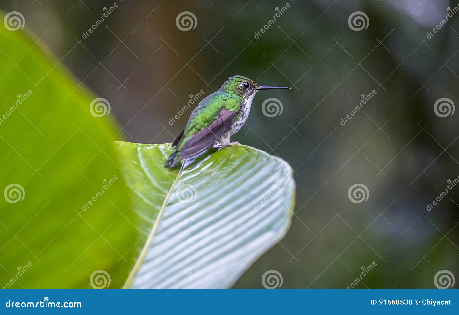 An Andean Emerald Hummingbird Perched on a Leaf Stock Photo - Image of ...