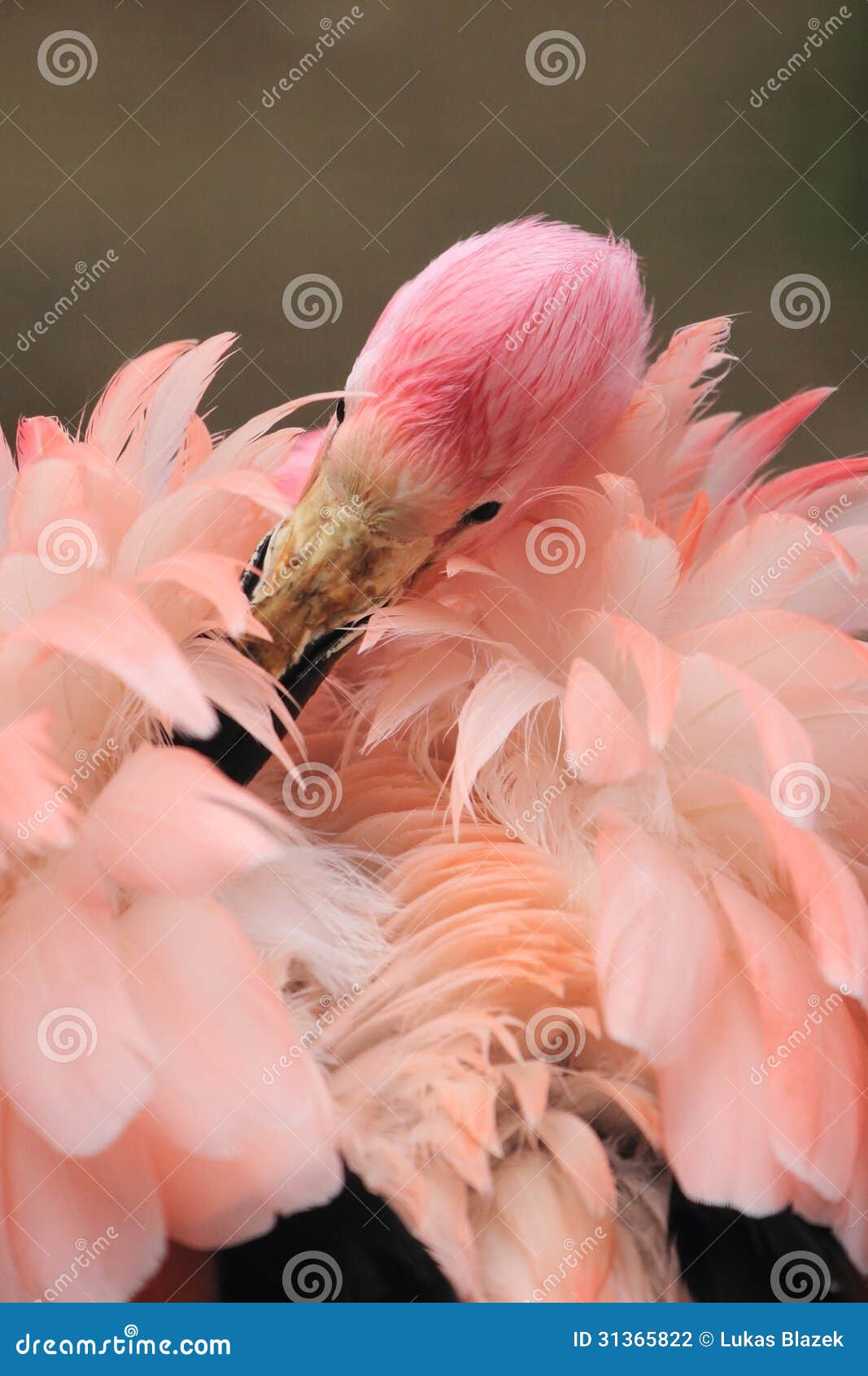 Andean flamingo stock photo. Image of animal, pale, bird - 31365822