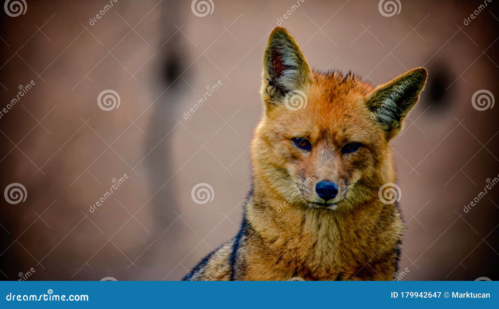 Andean Fox, Culpeo, Lycalopex Culpaeus, At Lagoon Laguna Brava, Near ...