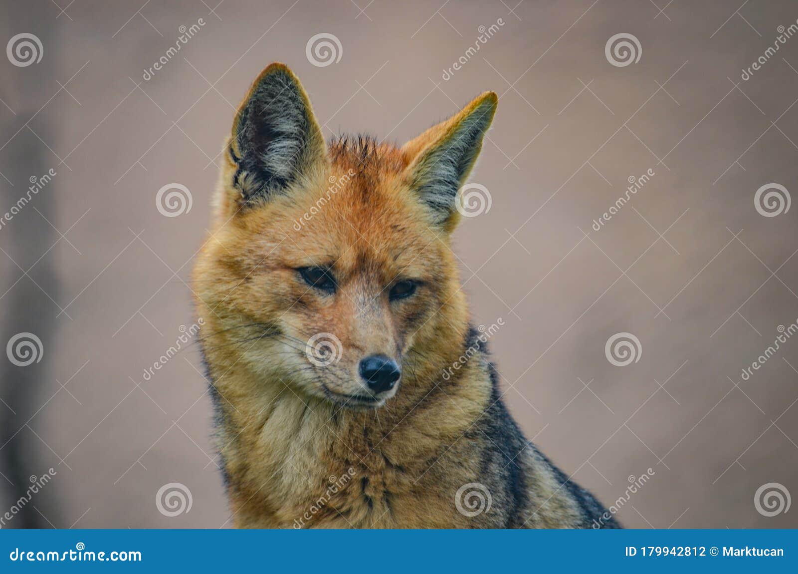 Andean Fox, Culpeo, Lycalopex Culpaeus, At Lagoon Laguna Brava, Near ...