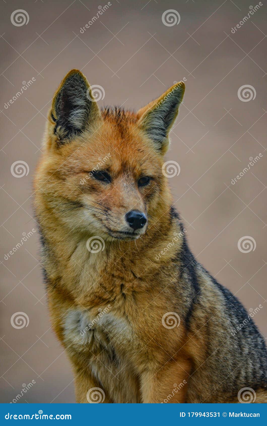Andean Fox, or Culpeo Lycalopex Culpaeus Stock Image - Image of culpeo ...