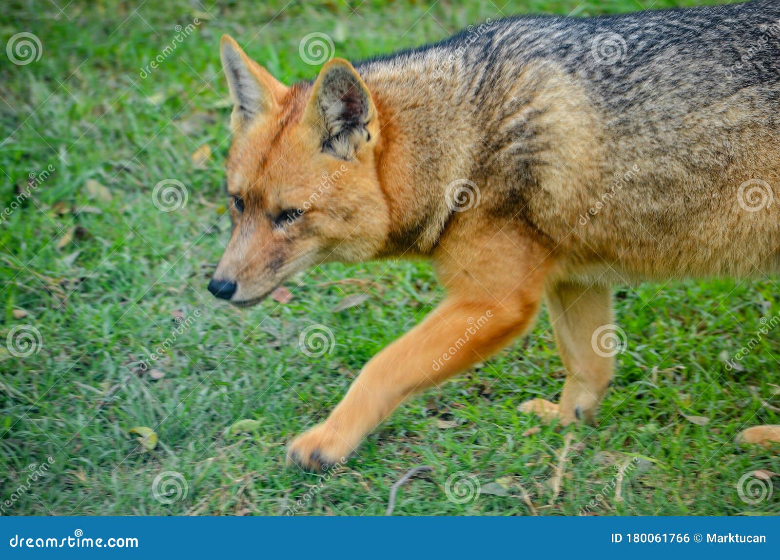 Andean Fox, or Culpeo Lycalopex Culpaeus Stock Photo - Image of america ...