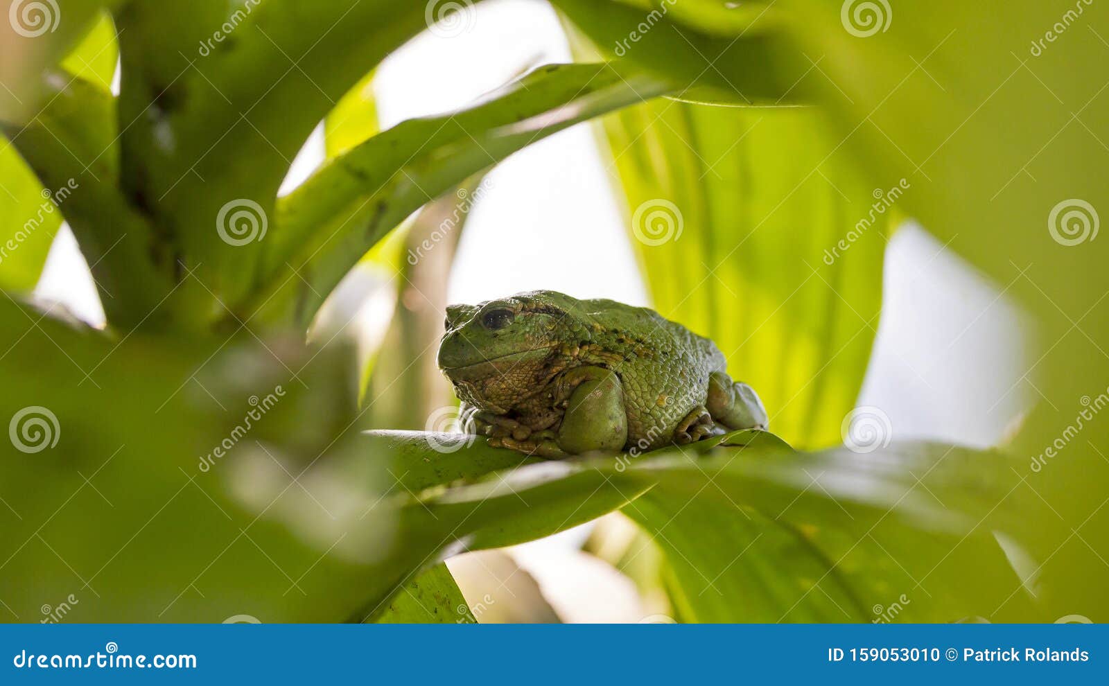 Andean Marsupial Frog Relaxing on a Leaf Stock Photo - Image of nature ...