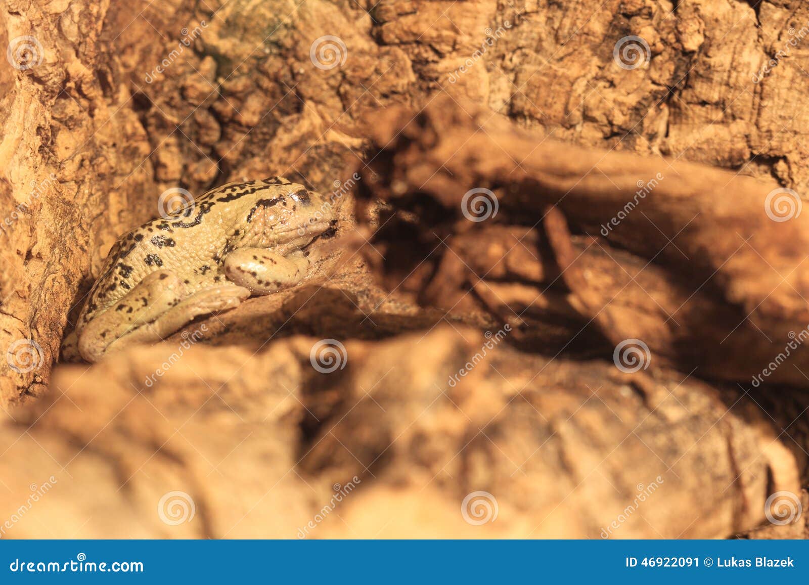 Andean marsupial tree frog stock image. Image of gastrotheca - 46922091