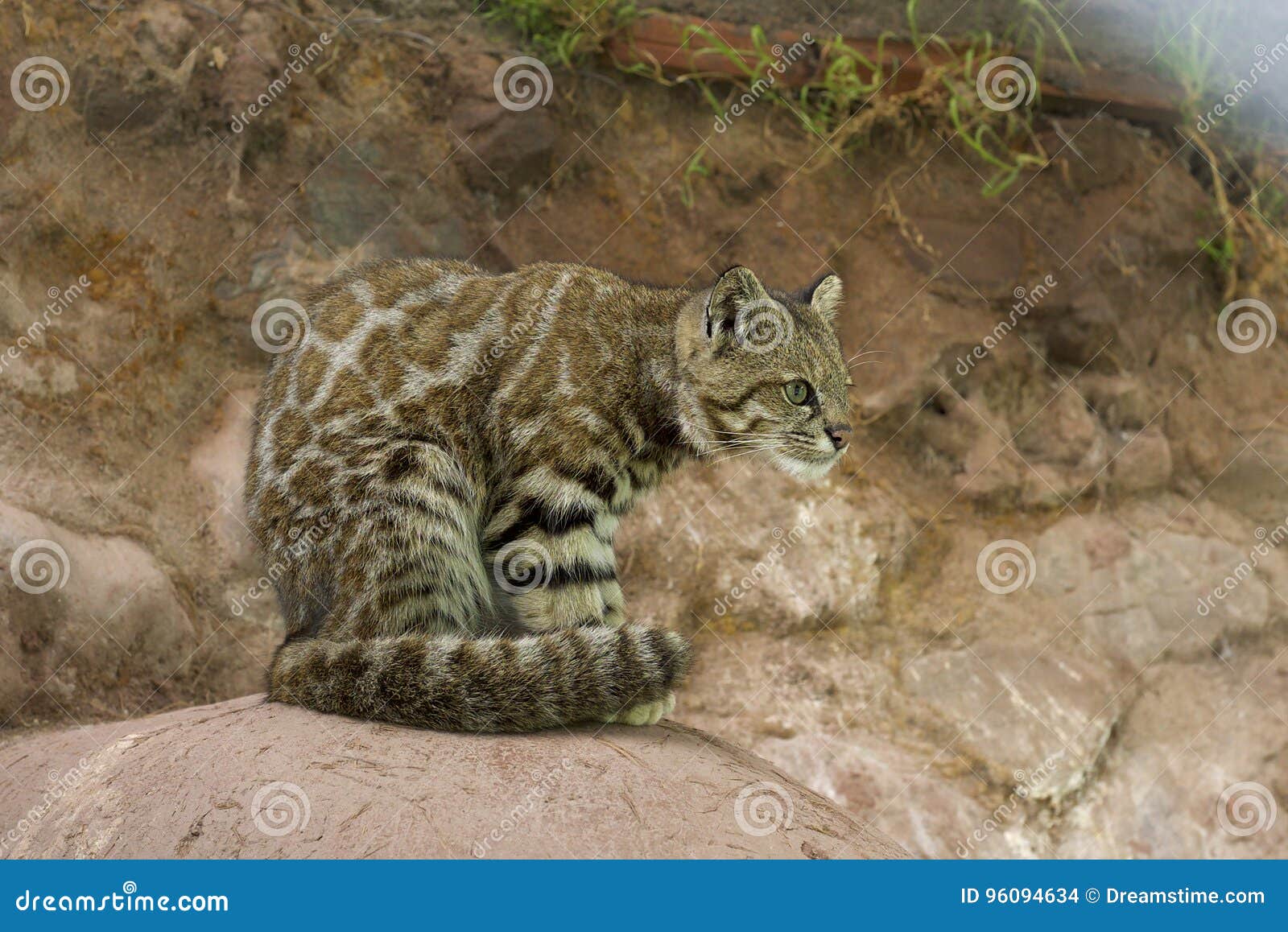 Andean Mountain Cat stock photo. Image of peru, animals - 96094634