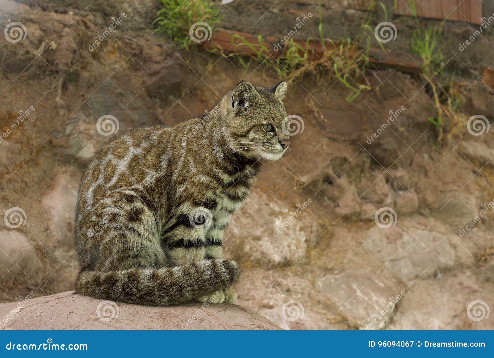 Andean Mountain Cat stock image. Image of sits, amazon - 96094067