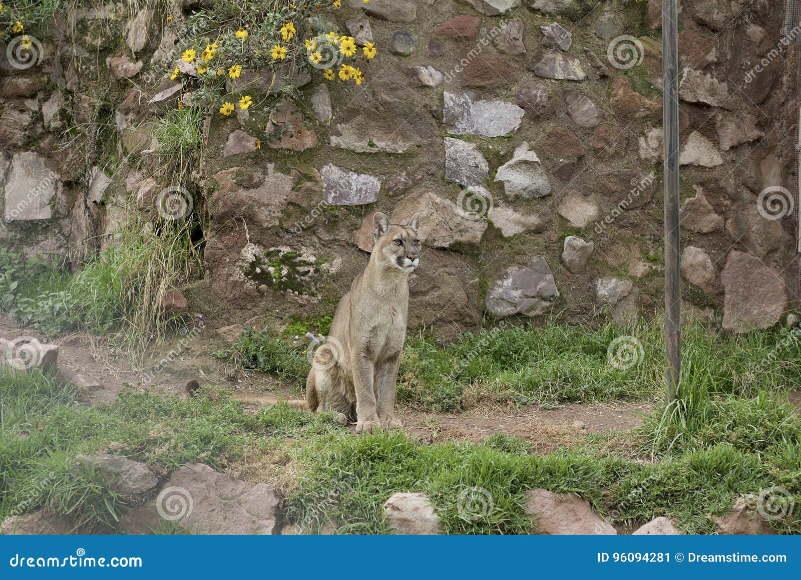 Andean Puma stock image. Image of mountain, sitting, peruvian - 96094281
