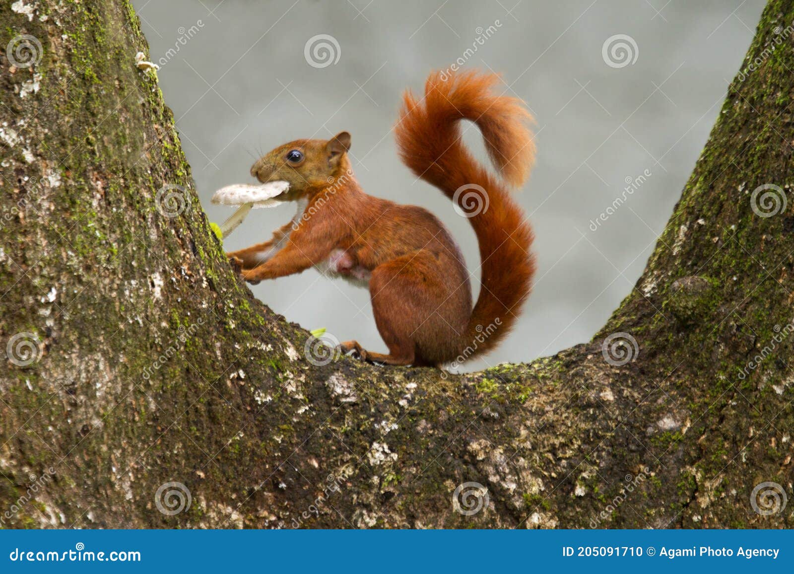 Andean Squirrel, Sciurus Pucheranii Stock Photo - Image of andean ...