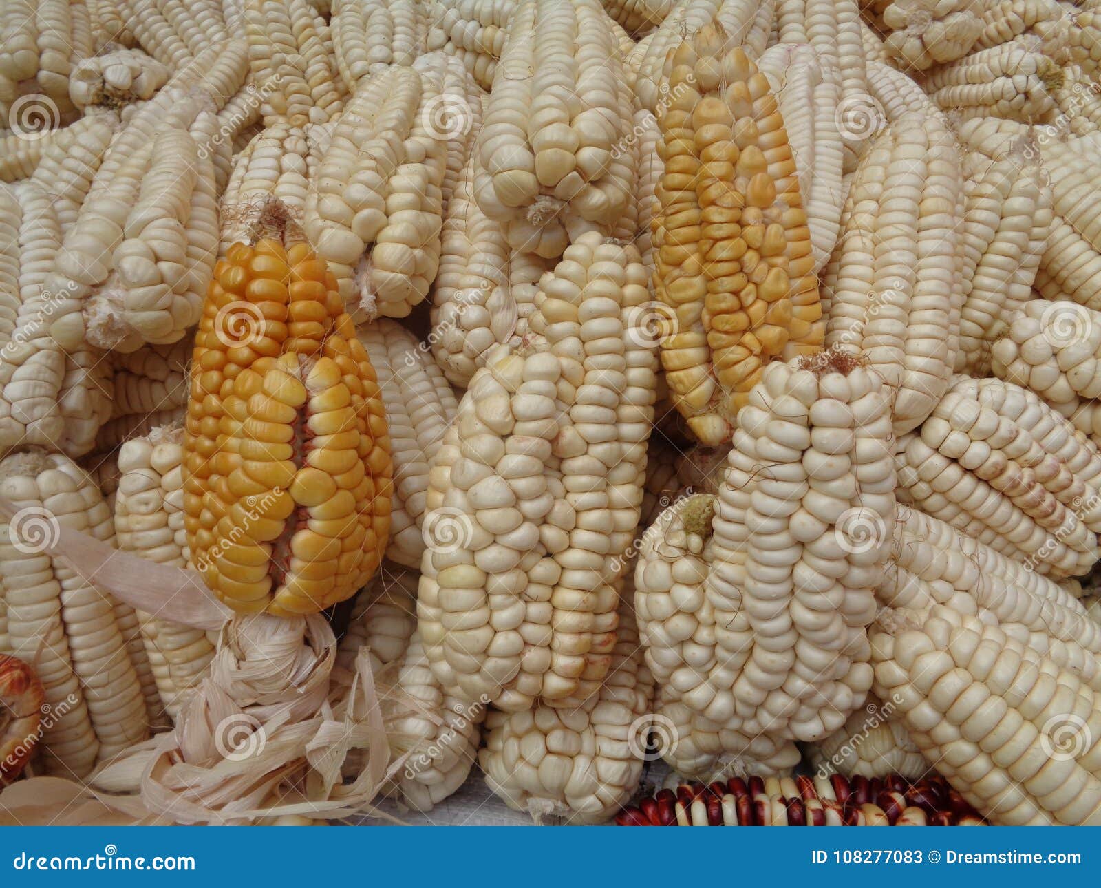 Andean white corn stock image. Image of andes, tradition - 108277083