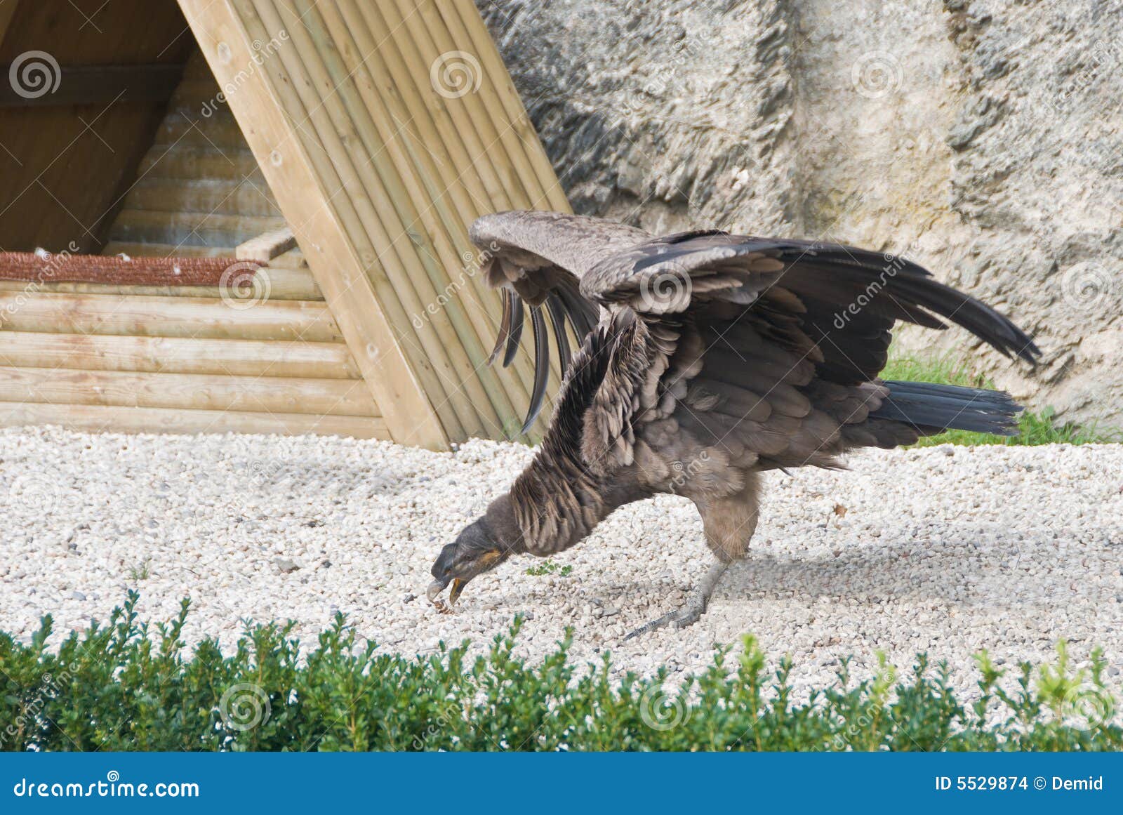 Andes Condor stock photo. Image of feather, predator, large - 5529874