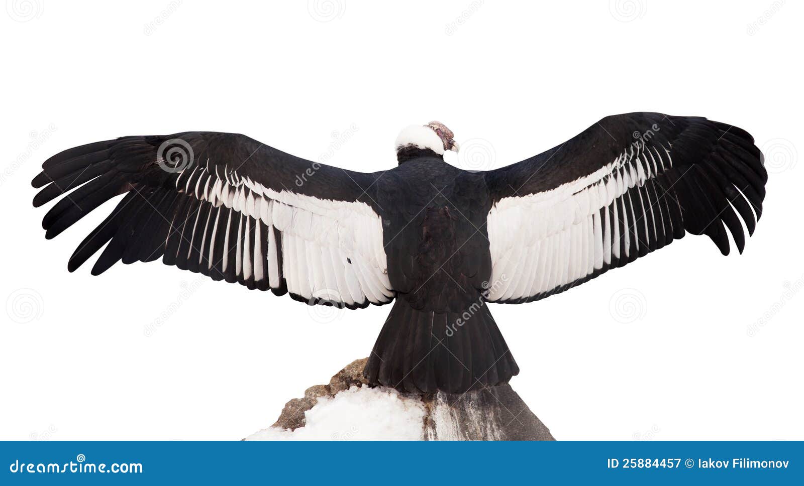 Andes Condor. Geïsoleerds Over Wit Stock Afbeelding - Image of veer ...