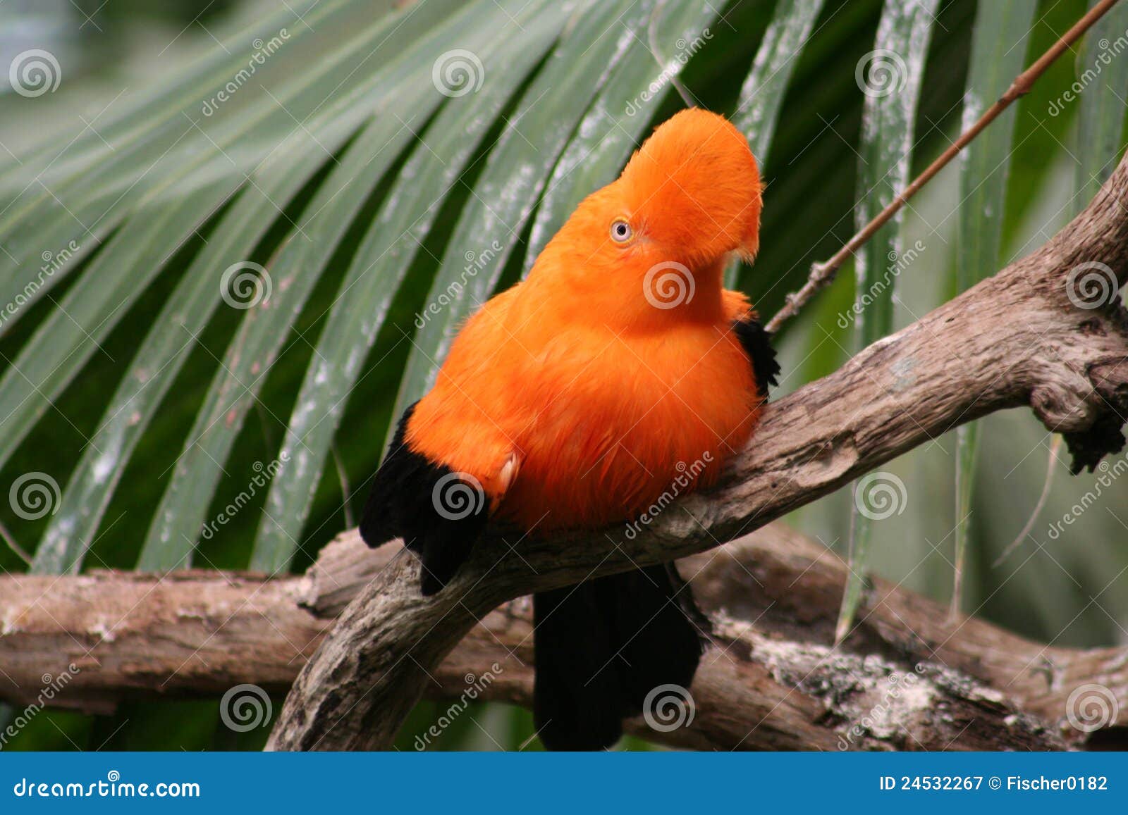 Andes Haan-van-de-rots (peruviana Rupicola) Stock Afbeelding - Image of ...