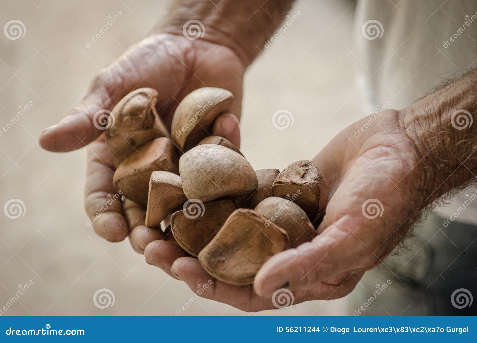 Andiroba stock photo. Image of lake, brazil, canoe, cosmetics - 56211244