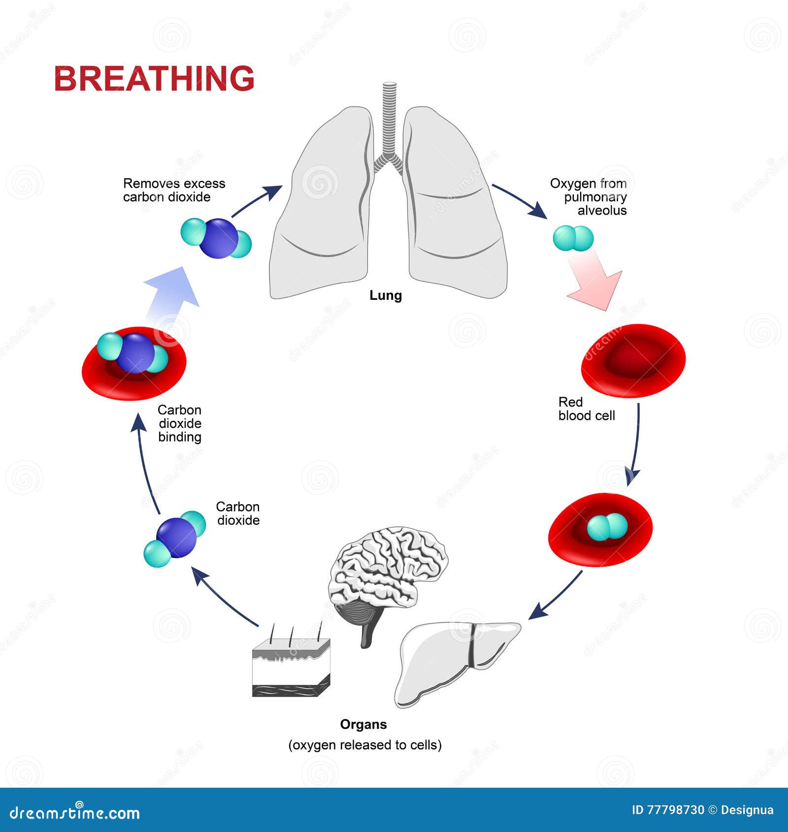 Andning eller andning vektor illustrationer. Illustration av ...