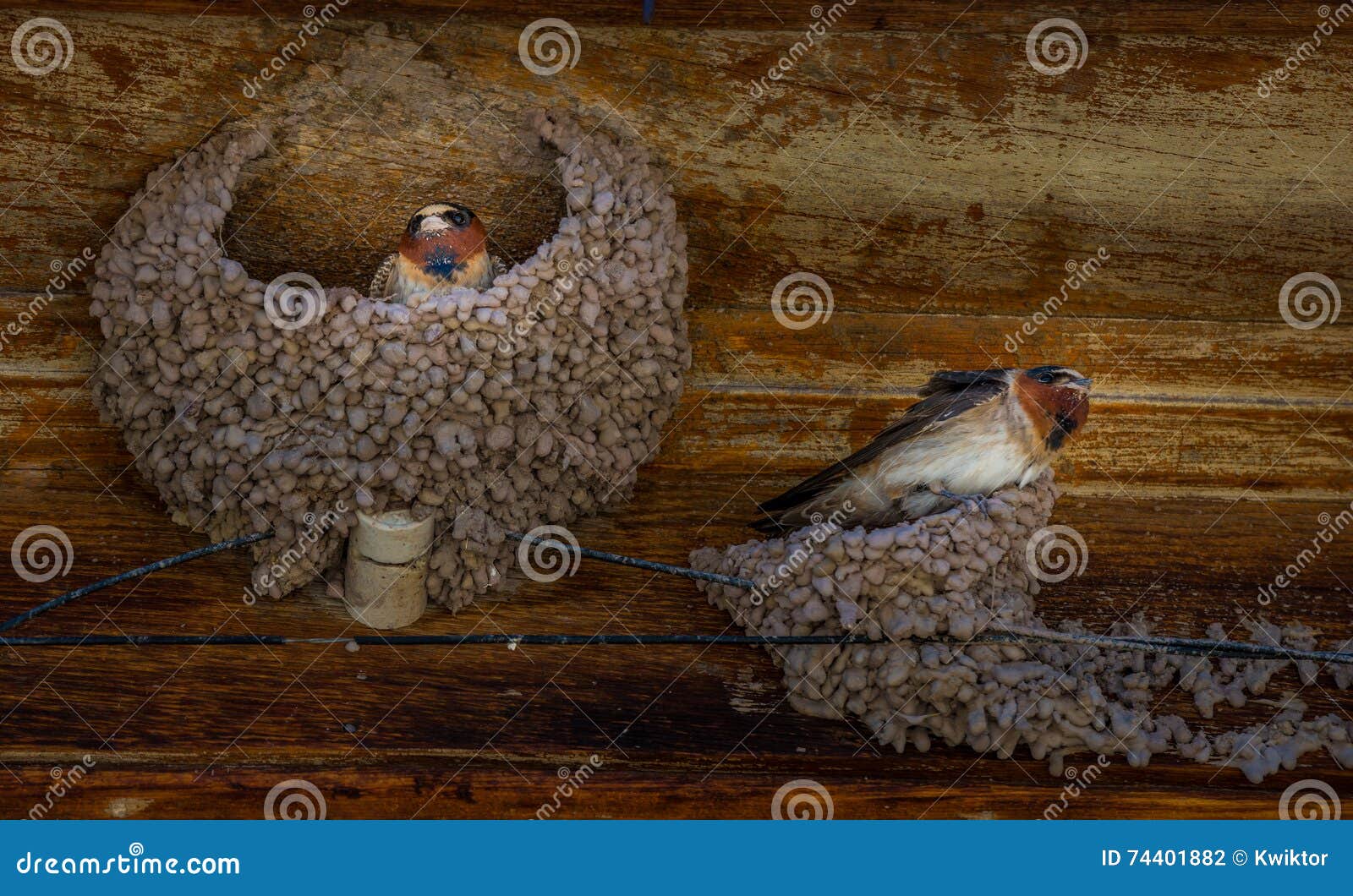 Andorinhas em seus ninhos foto de stock. Imagem de animal - 74401882