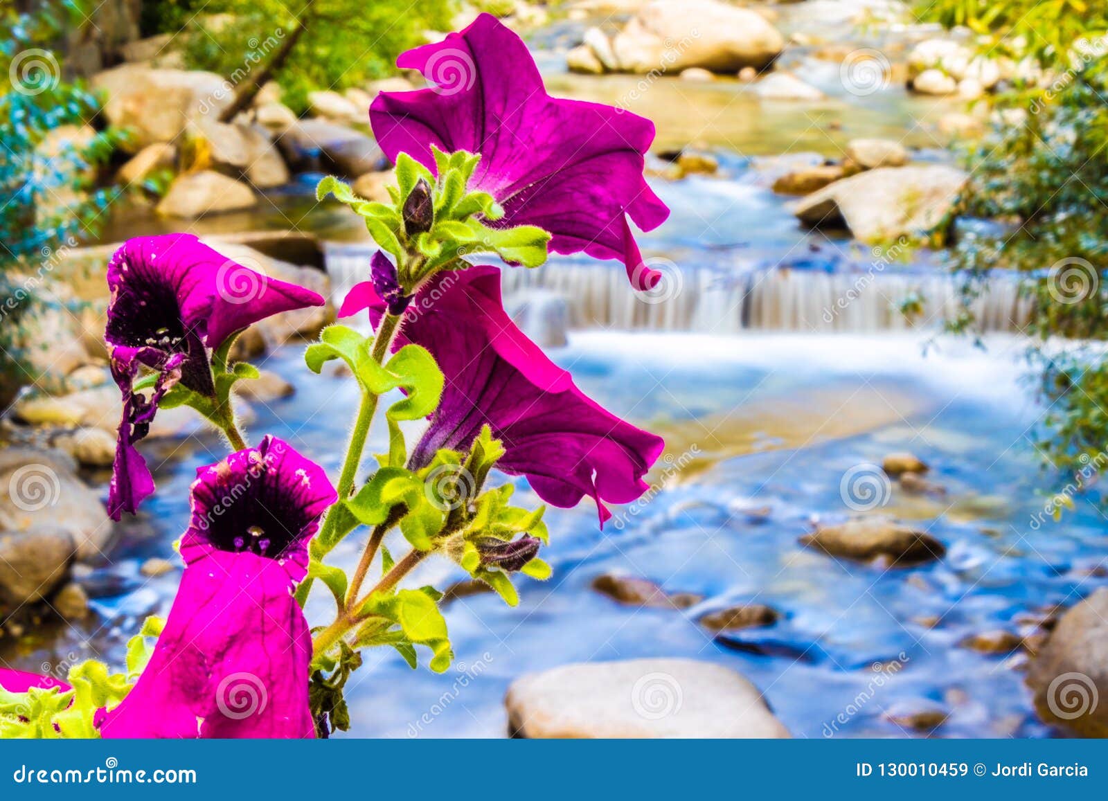 Flowers in the river stock image. Image of water, flowers - 130010459