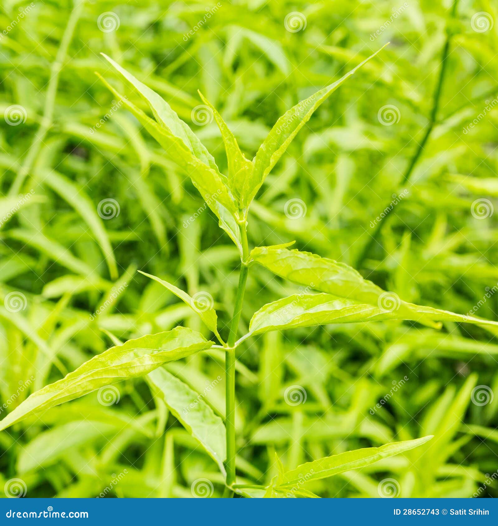 Andrographis paniculata stock image. Image of leaves - 28652743