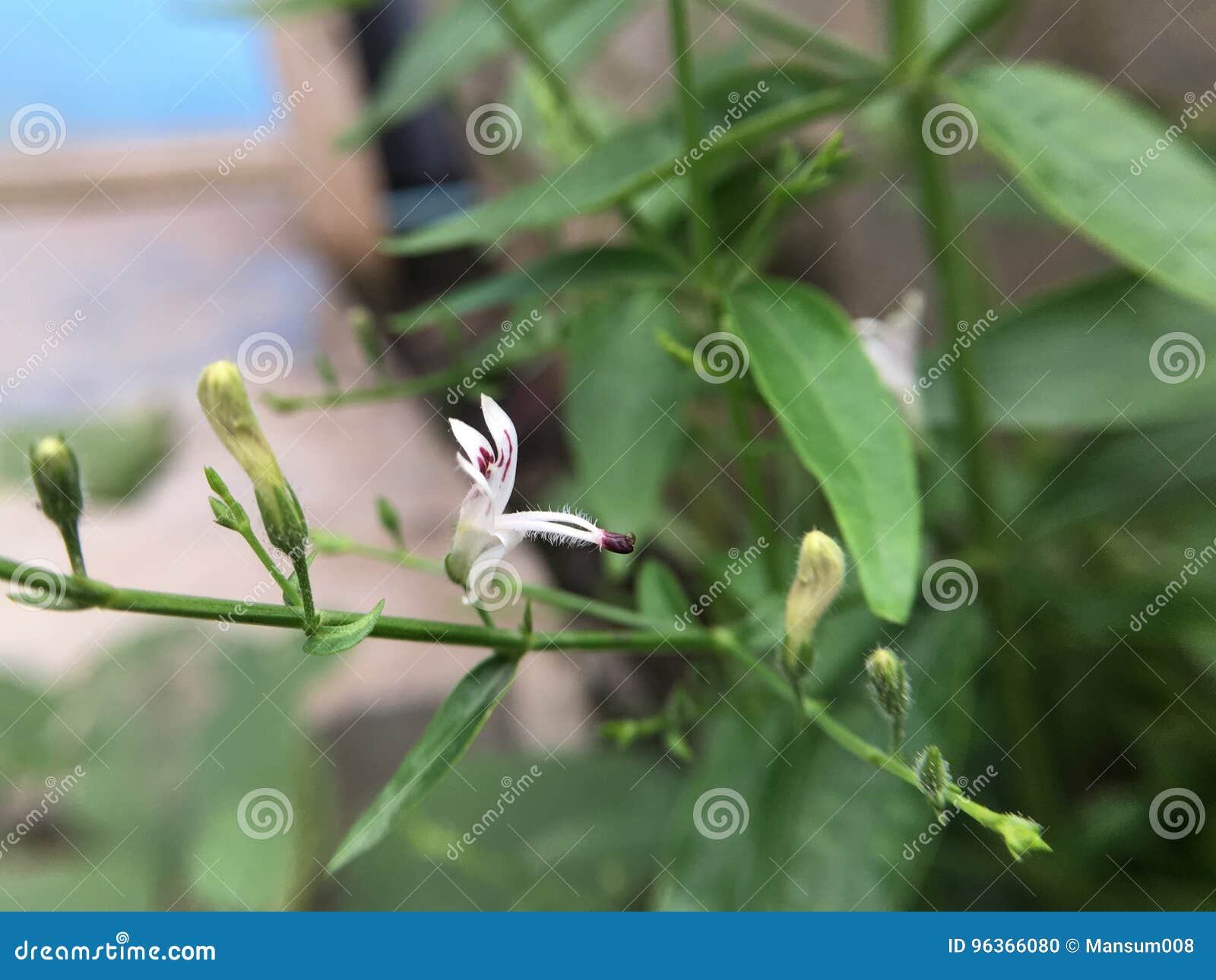 Andrographis Paniculata Flower Stock Photo - Image of bloom ...