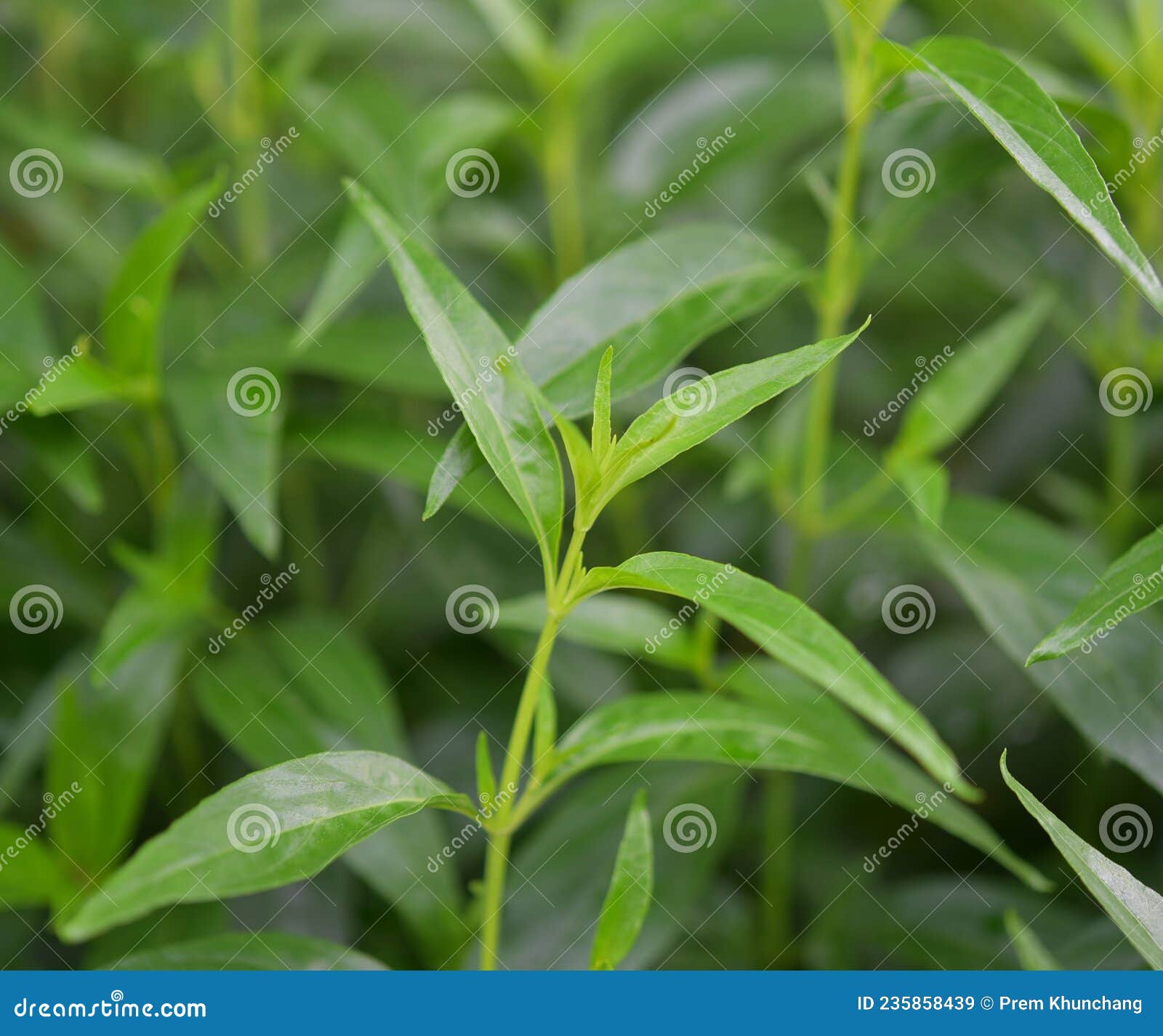 Andrographis Paniculata Plant on White Background Stock Image - Image ...