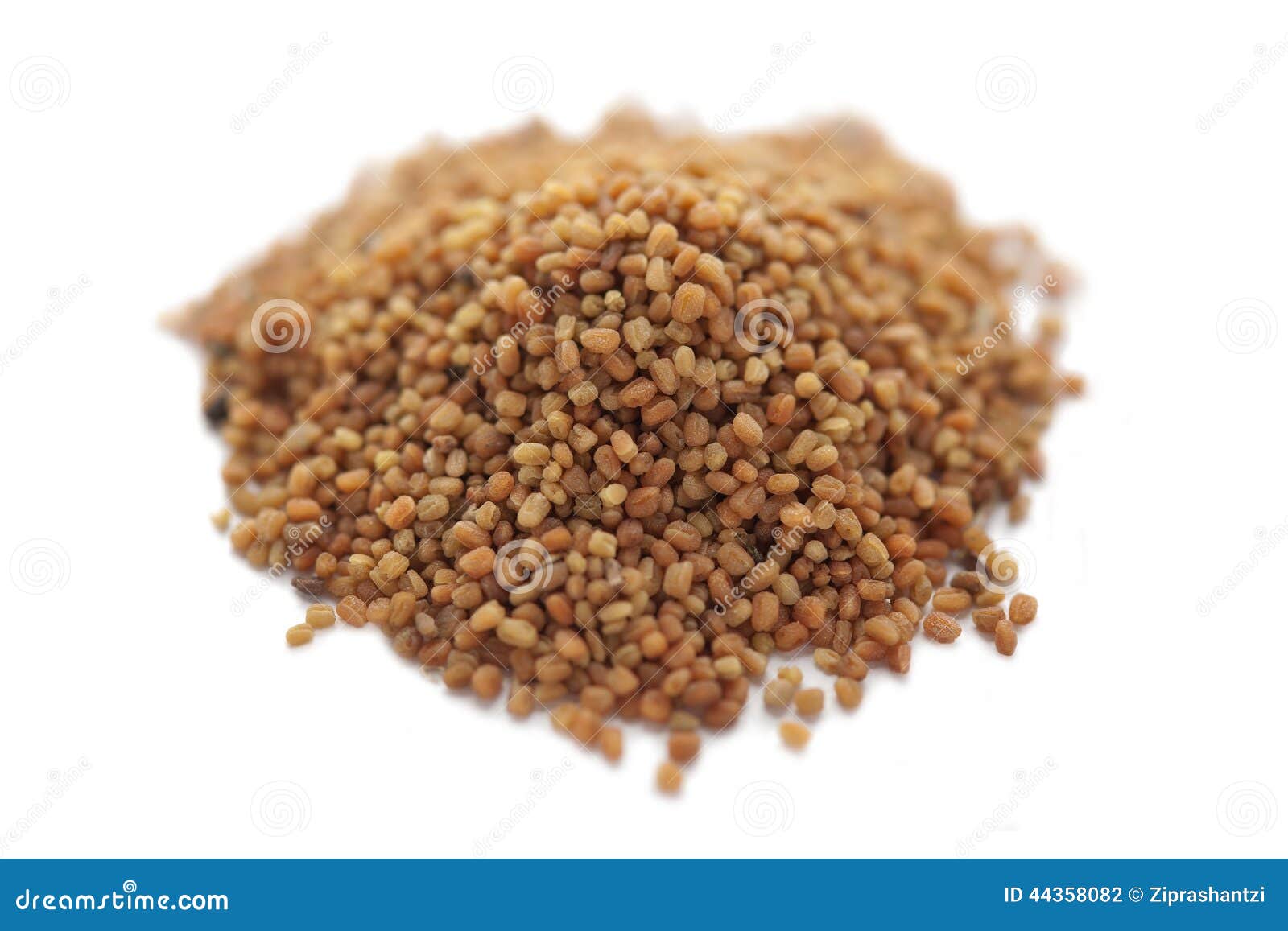 Andrographis Paniculata Seeds Kalmegh Photos - Free & Royalty-Free ...