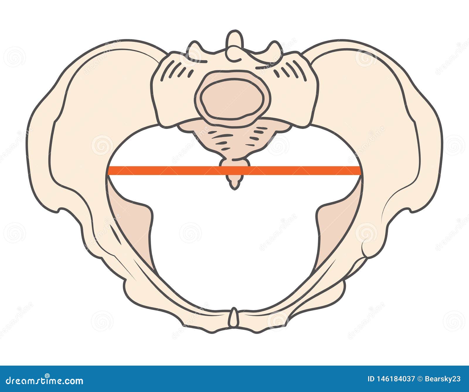 Android Pelvis Shape W Triangular / Heart Shape Stock Vector ...