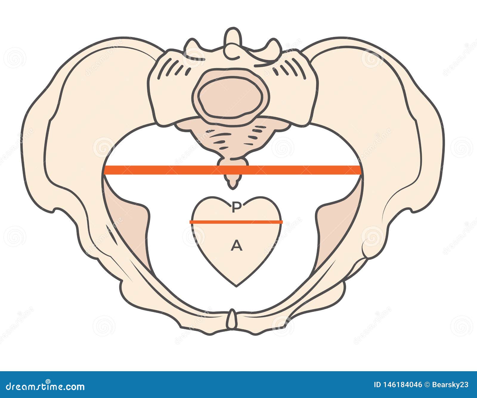 Gynecoid Pelvis Shape With Round / Circular Shape Vector Illustration ...