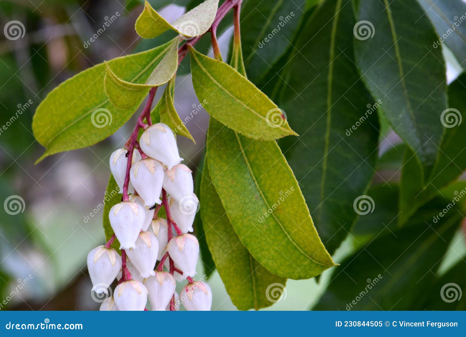 Andromeda Blossom Green Leaf 02 Stock Image - Image of nature, blossom ...