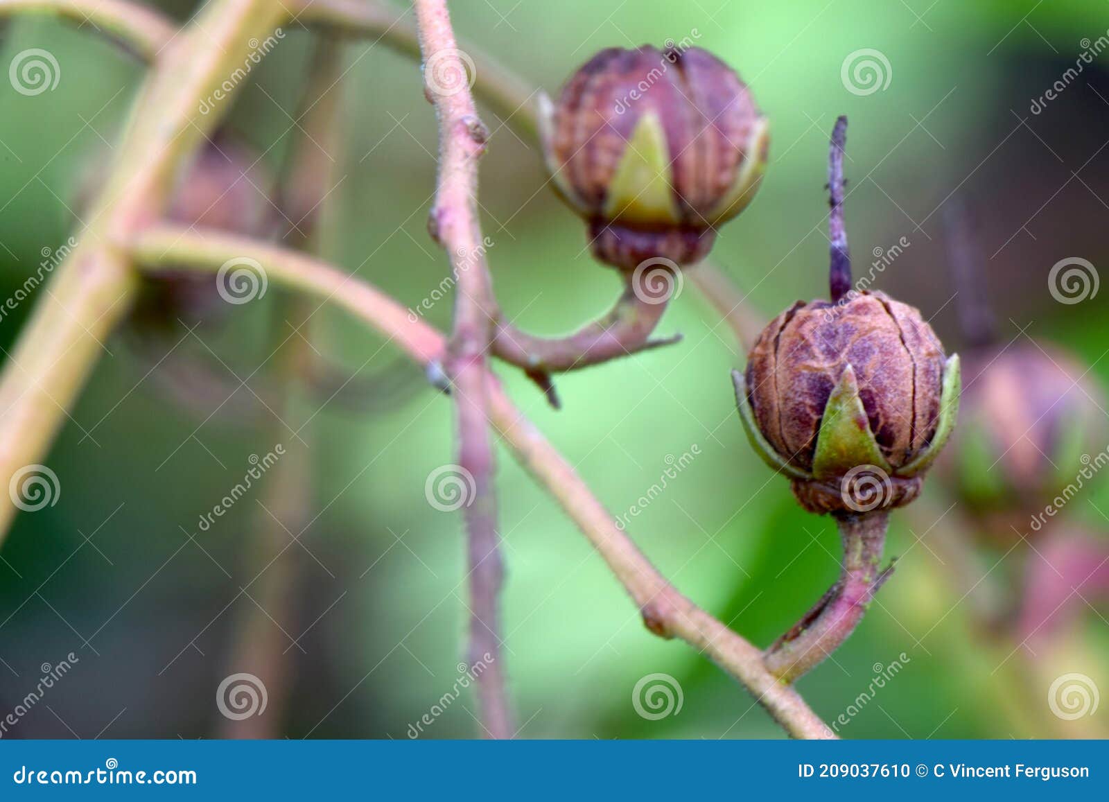 Andromeda Fruit Ball 01 stock photo. Image of nature - 209037610