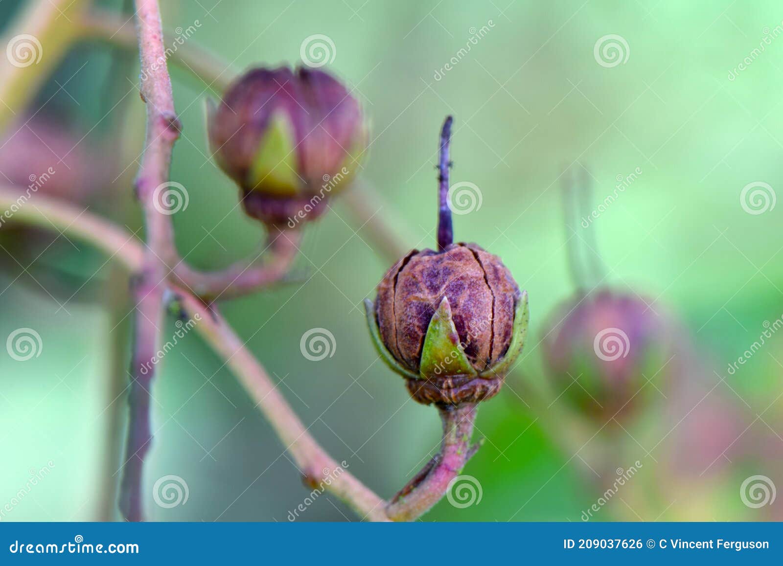 Andromeda Fruit Ball 02 stock photo. Image of ball, natural - 209037626