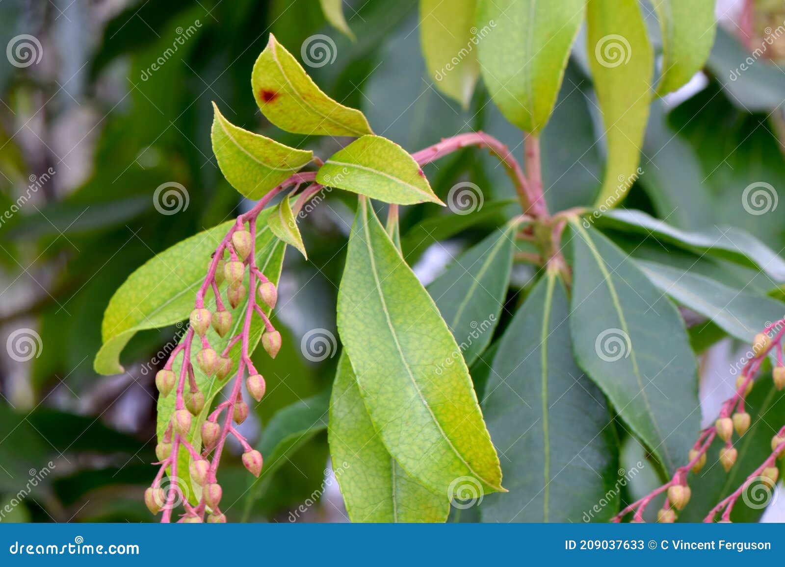 Andromeda Leaf and Flowers stock image. Image of flowers - 209037633